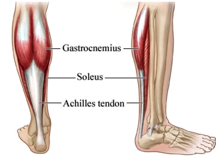 Best Calf Workouts To Grow Stubborn Calves - The Barbell